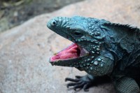 About – Zilla Watch